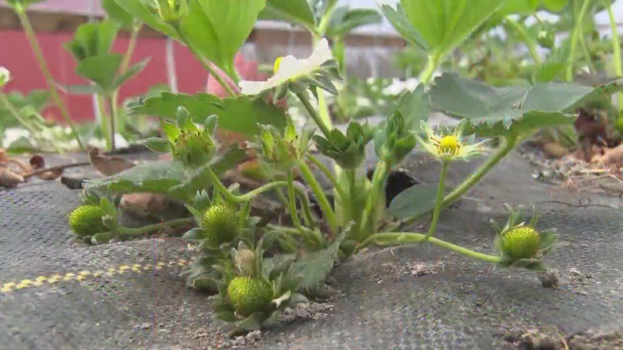 Strawberry Festival Returns To Alderson – WVNS