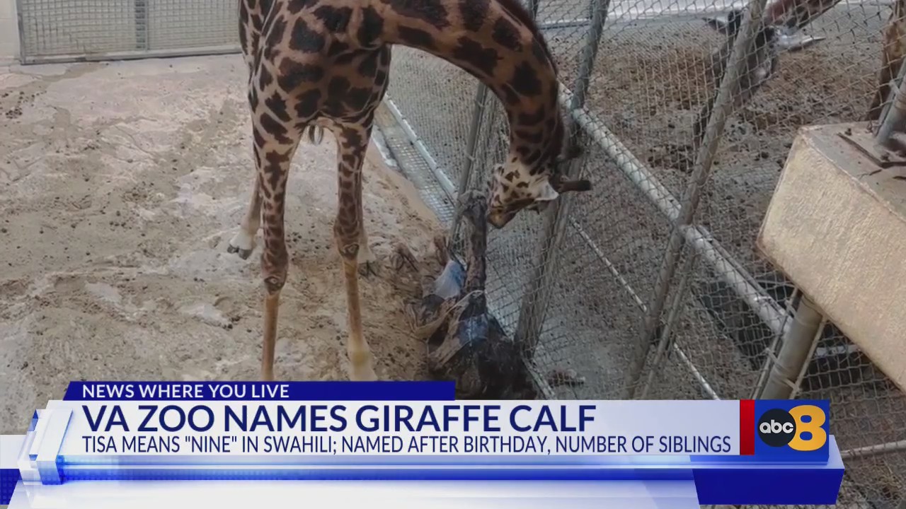 Virginia Zoo welcomes baby giraffe after a surprise birth – WRIC ABC 8News