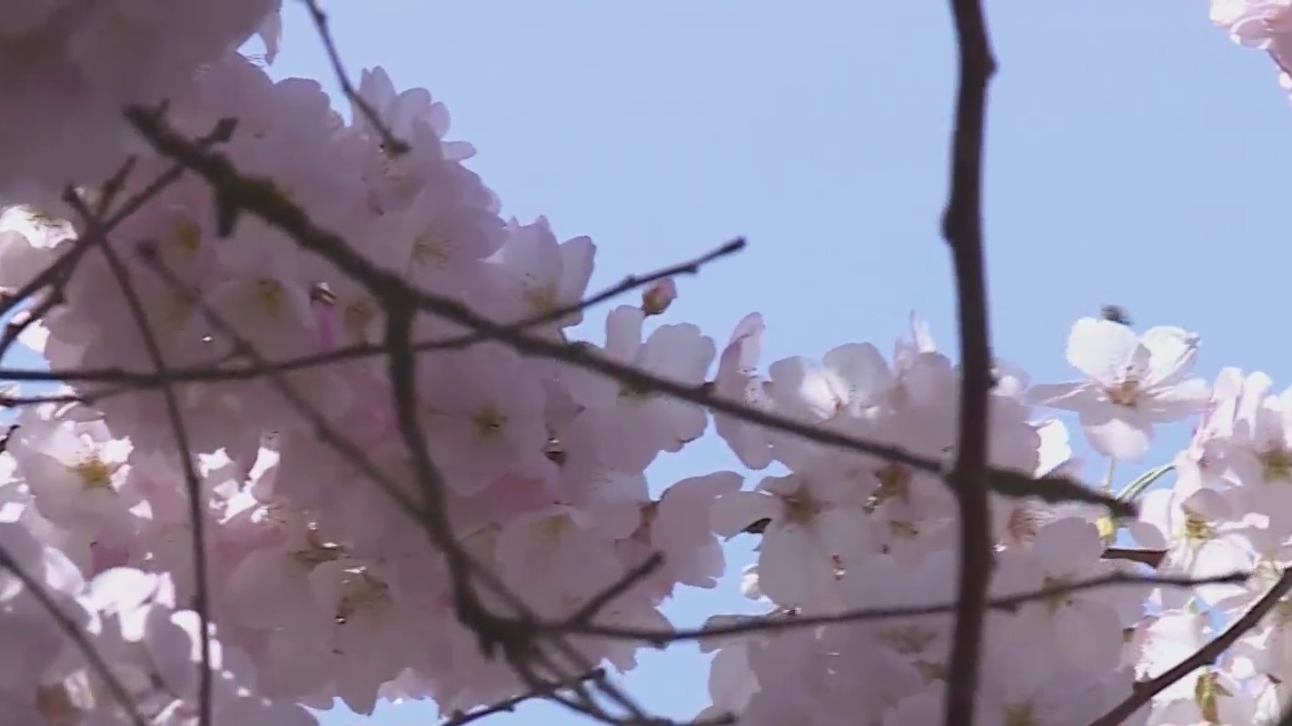 Where are the tree blossoms? Horticulturalist says they’re blooming ...