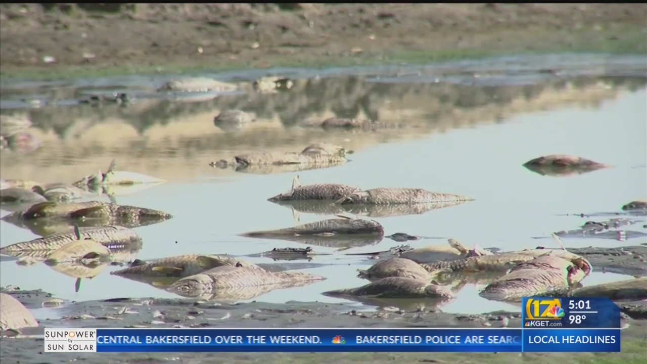 California mega drought sends wave of death to local wildlife in Bakersfield – KGET 17 News