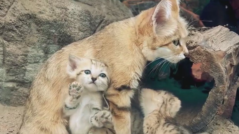 See how sand cat mama Sahara is taking care of her three new kittens at ...