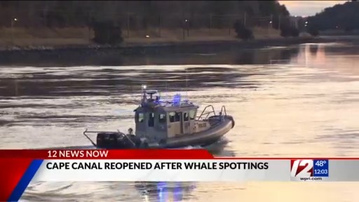 Cape Cod Canal reopens after whale spottings – WPRI.com