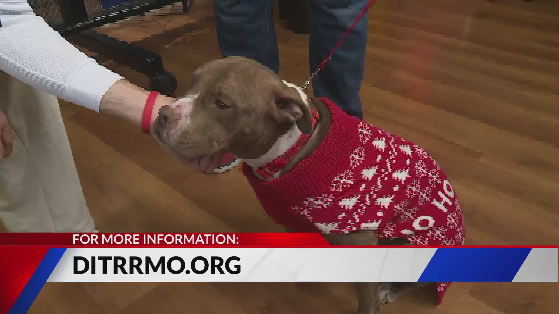 Adopt a furry friend from ‘Diamonds In The Ruff’ – FOX 2