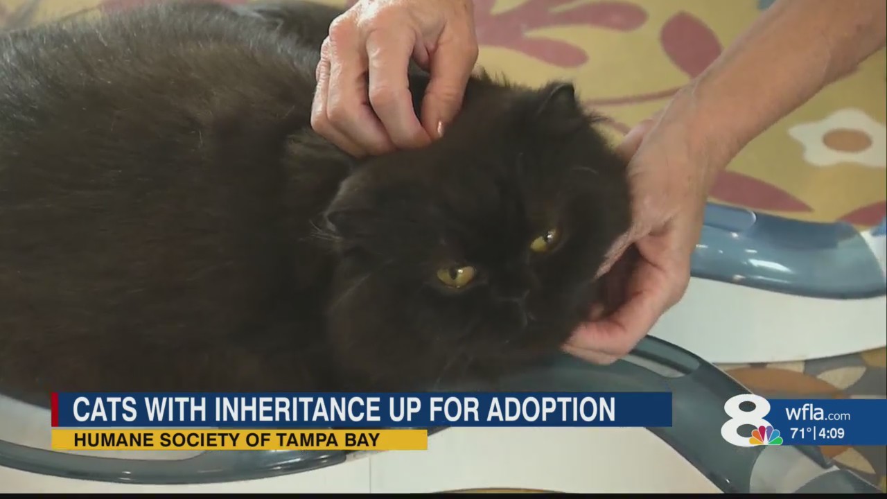 7 South Tampa Persian cats with six-figure inheritance to be adopted ...