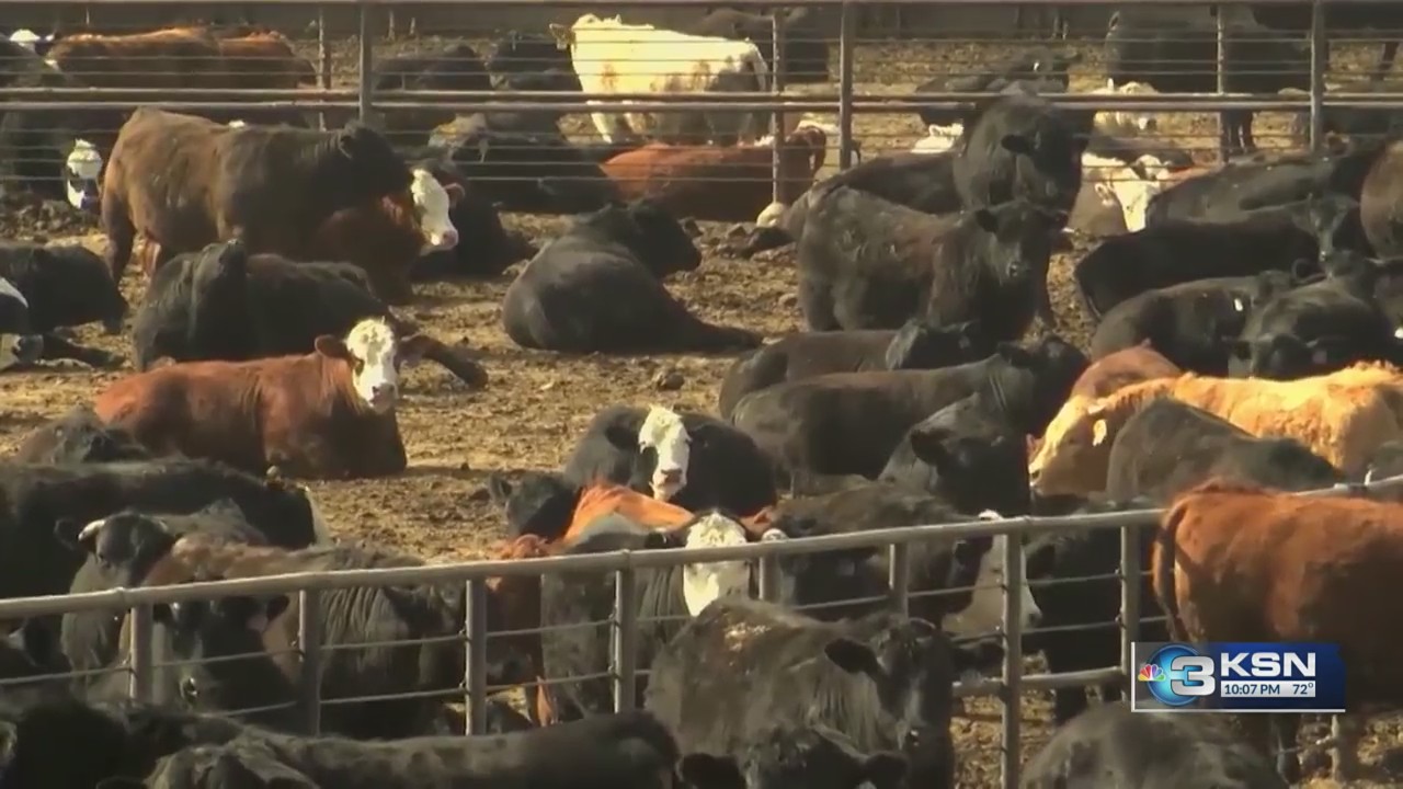 Kansas beef cattle ranchers savaging for feed resources amongst drought ...