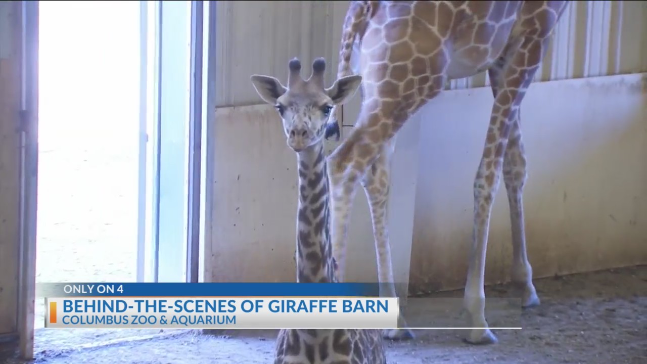 Only on 4: Behind-The-Scenes of Columbus Zoo giraffe barn – NBC4 WCMH-TV