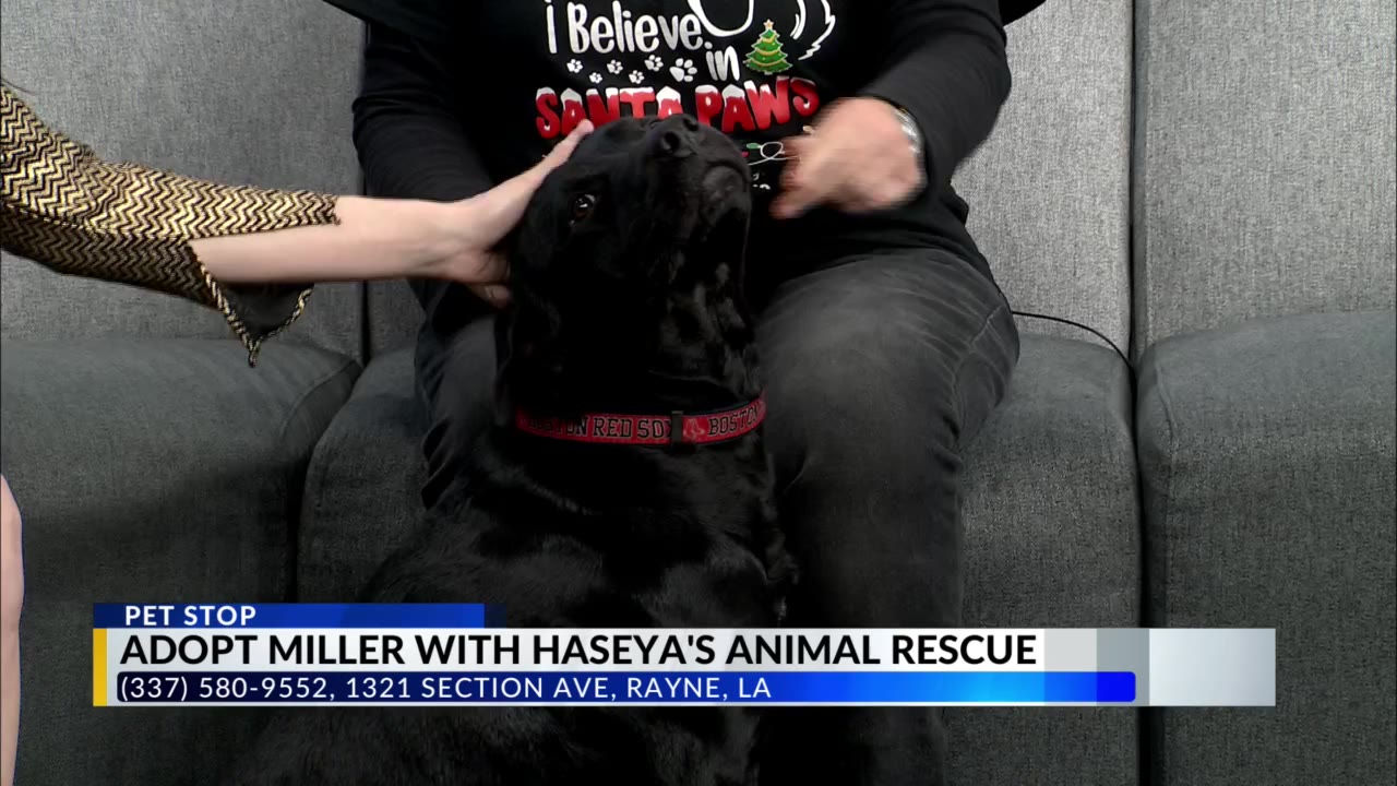 Meet Your Neighbor: Miller is looking for his forever home – KLFY.com