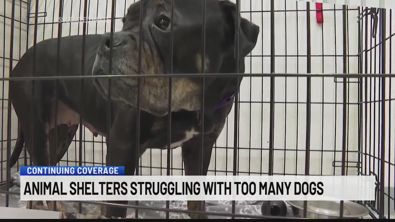 Animal shelters struggling with too many dogs – NEWS10 ABC