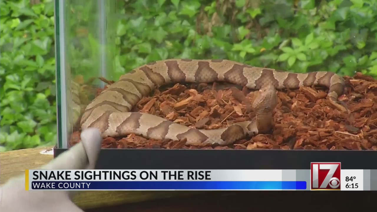 Snake sightings increase in Wake County as weather warms up – CBS17.com