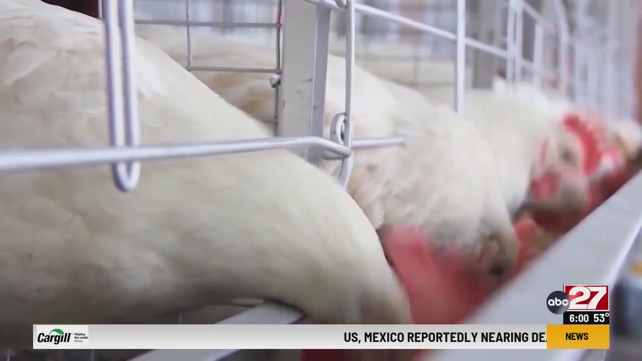 States begin to limit Pennsylvania poultry following Avian Flu – ABC27