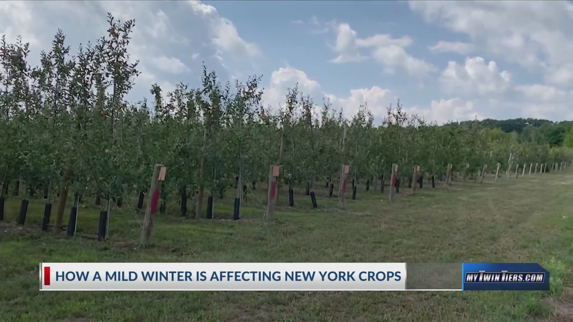 How mild winter weather can affect New York crops – WETM – MyTwinTiers.com