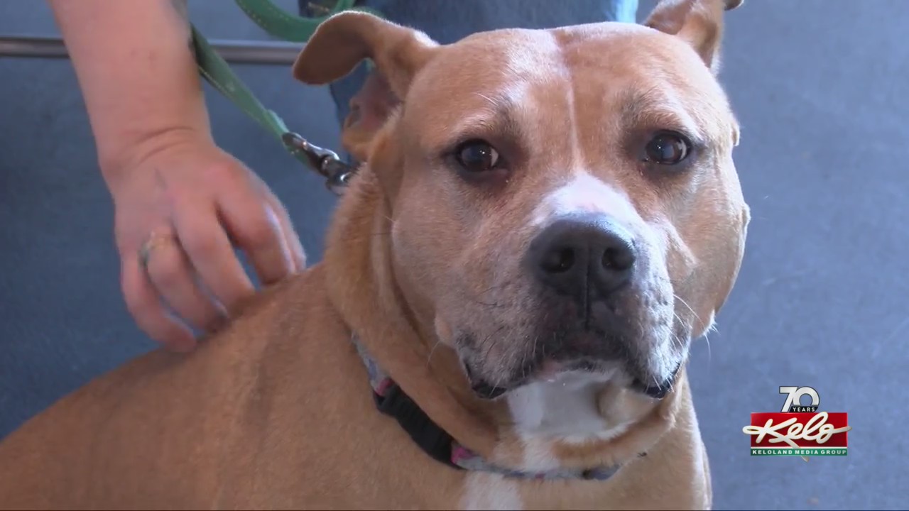 dog days – KELOLAND.com