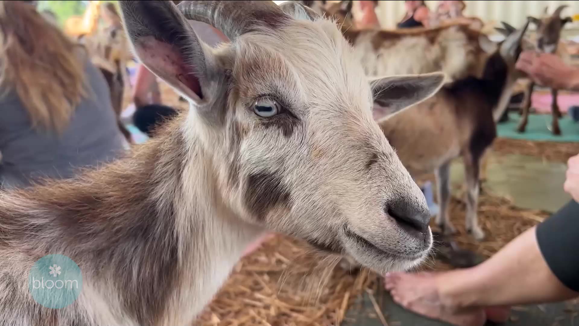 Gayle’s gIRLfriends Goat yoga – WFLA