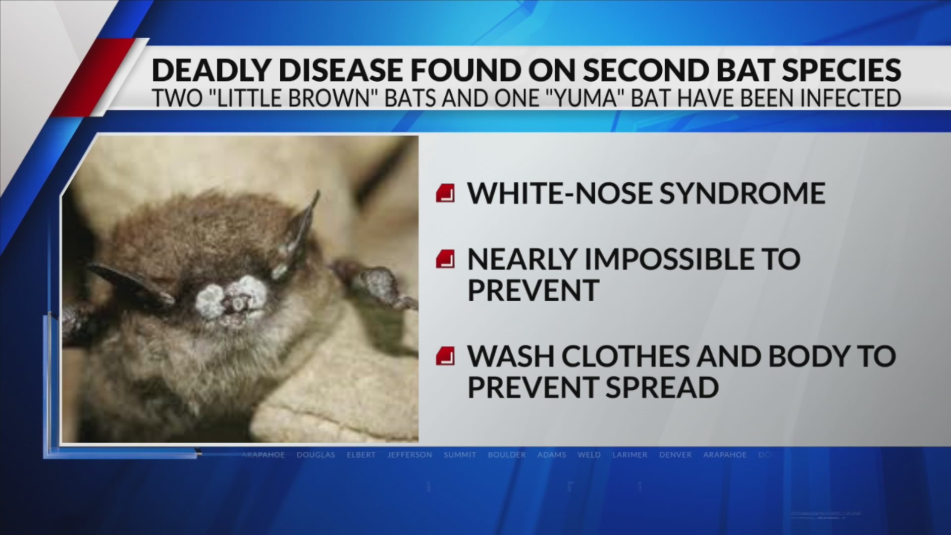 Deadly, invasive disease found in second Colorado bat species – FOX31 ...