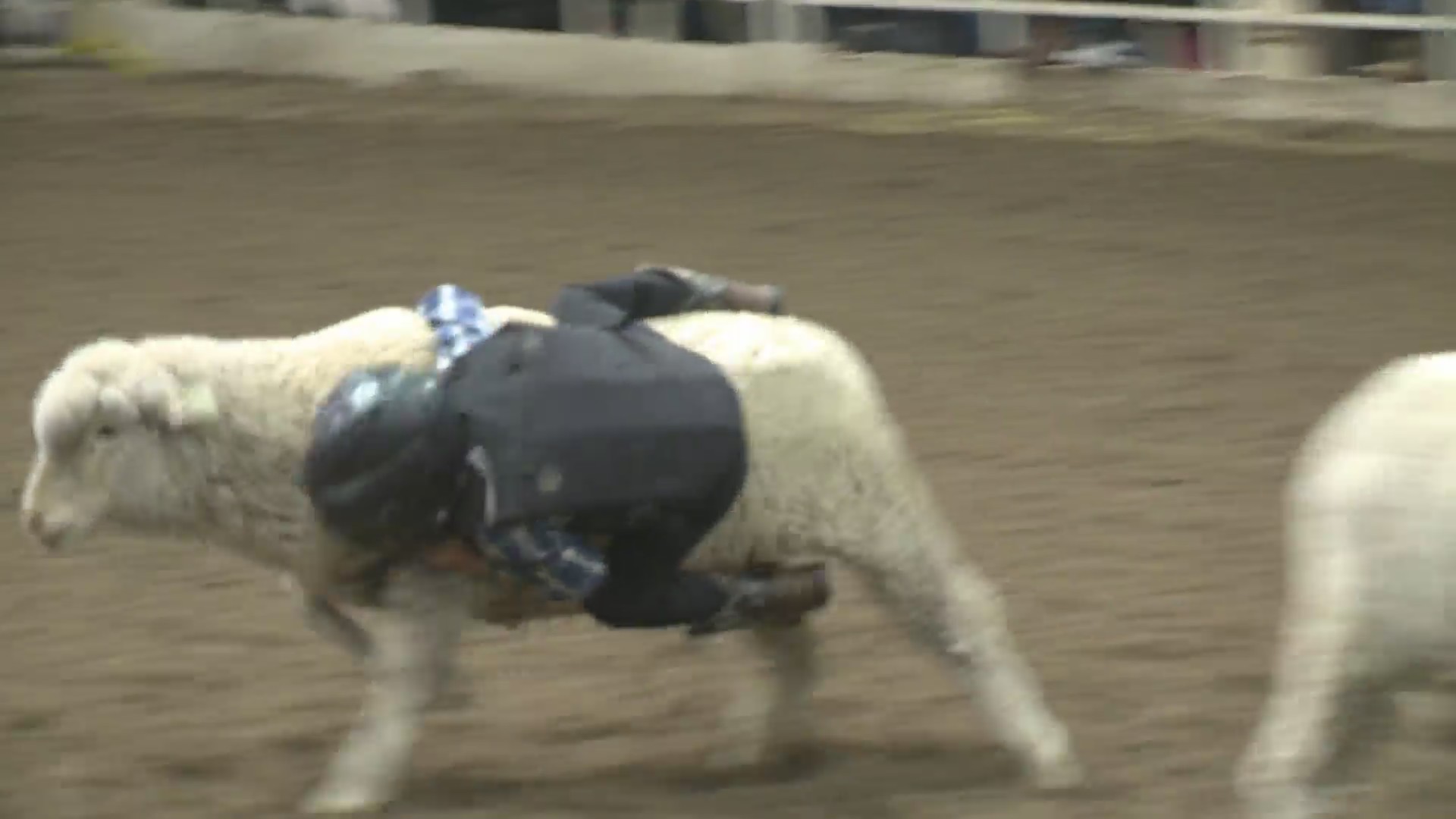 Mutton busting takes place at National Western Stock Show – FOX31 Denver