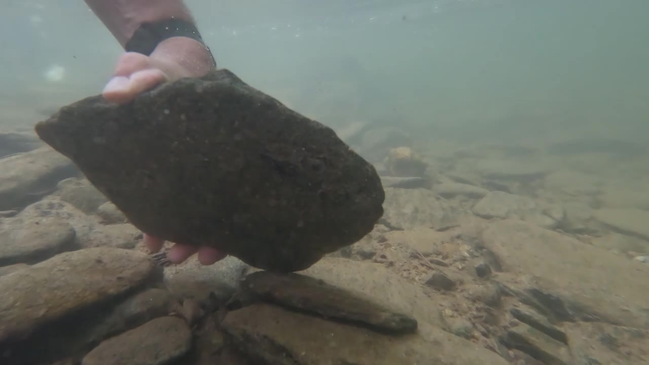 What’s under that rock? Hopefully some aquatic insects – ABC27