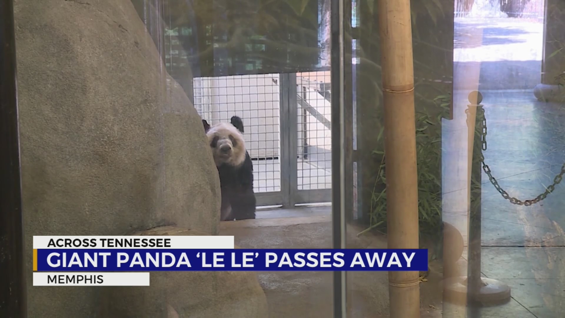 Memphis panda Le Le passes away – WKRN News 2