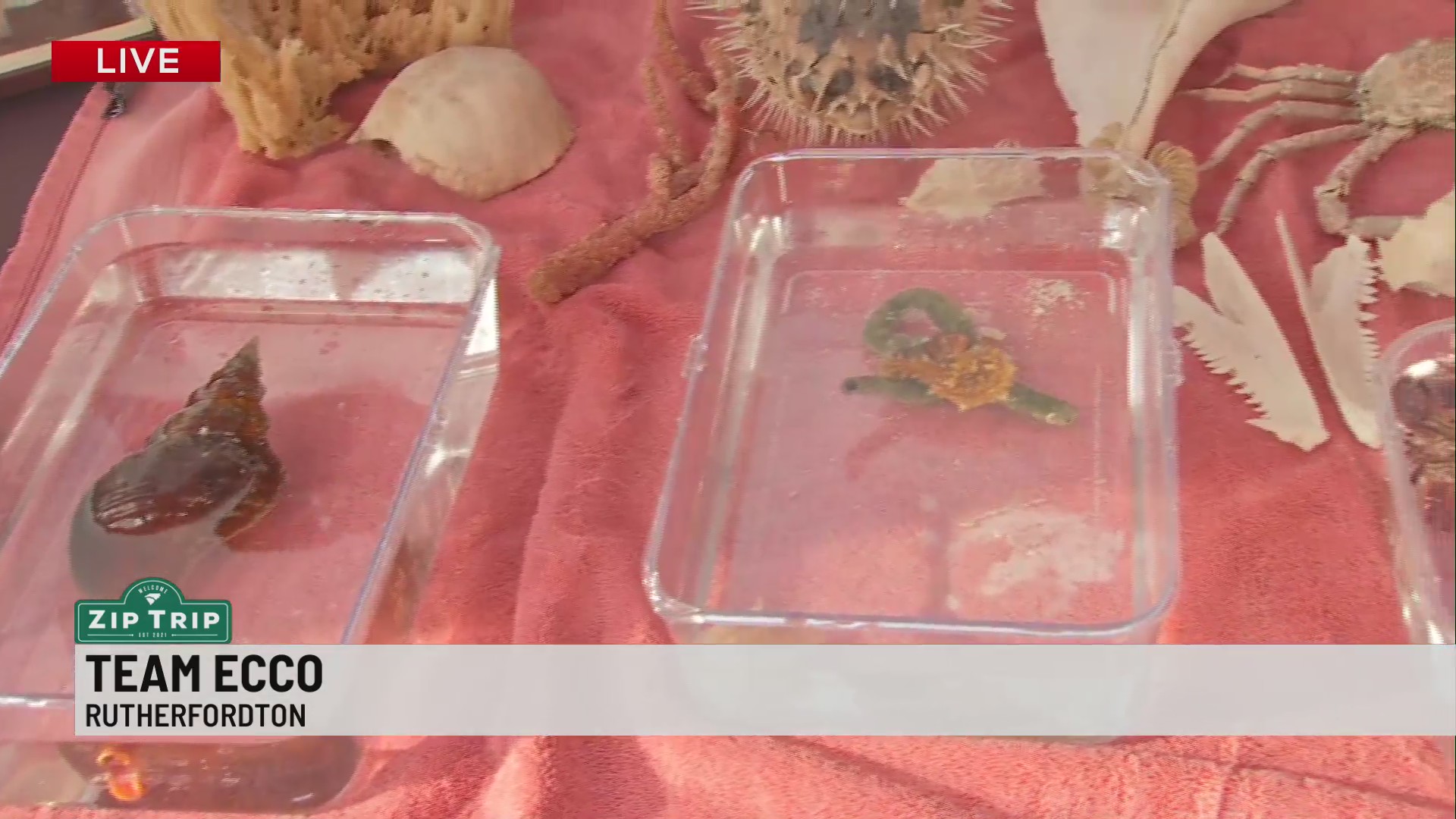 Zip Trip: Brenda Ramer and Kinsley, Team Ecco Aquarium – WSPA 7NEWS