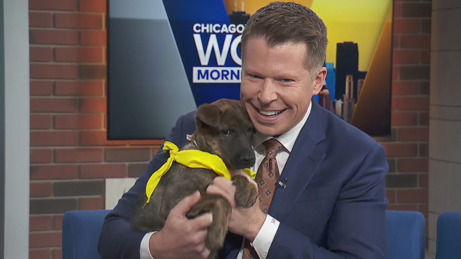 PAWS Chicago Pet of the Week – WGN-TV
