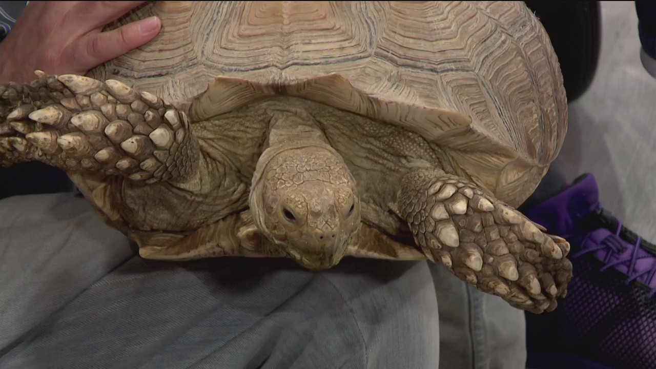 We’re talking tortoises with Scaly Tailz – 9/28/23 – Fox 59