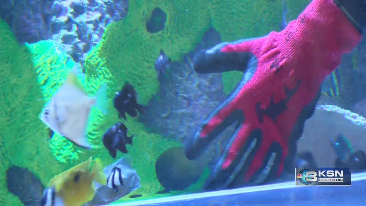 283 fish added to Scheels 16,000 gallon saltwater aquarium, more to ...
