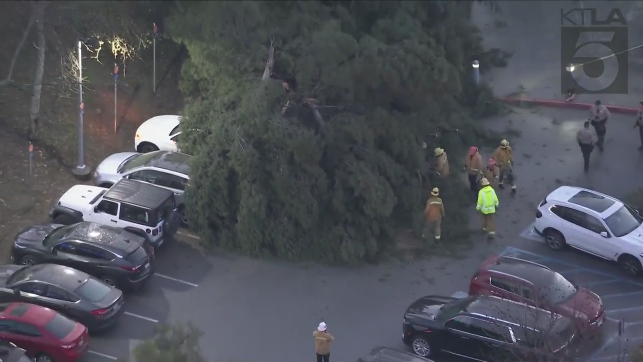 Massive tree comes down on cars at Calabasas H.S.; one person taken to ...