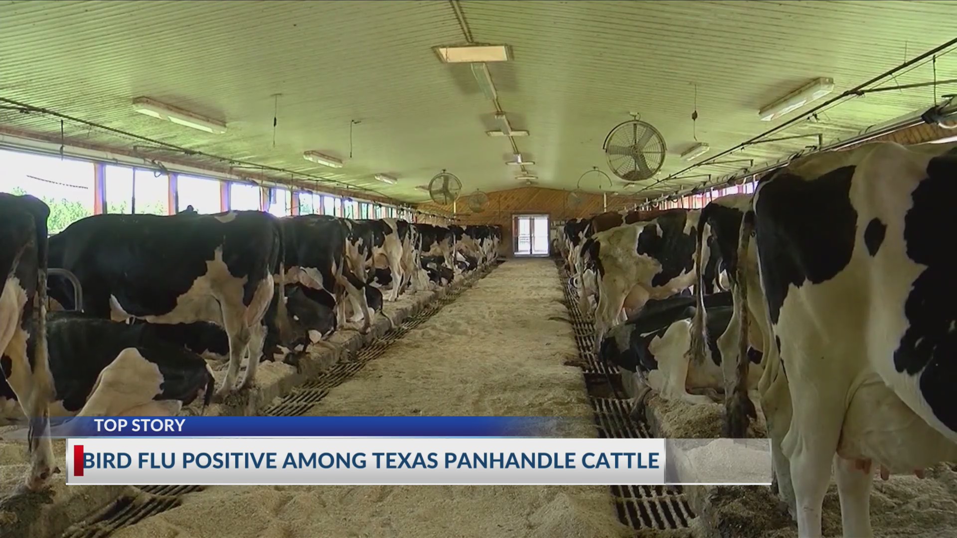 USDA confirms bird flu positive among Texas Panhandle cattle – KETK.com ...