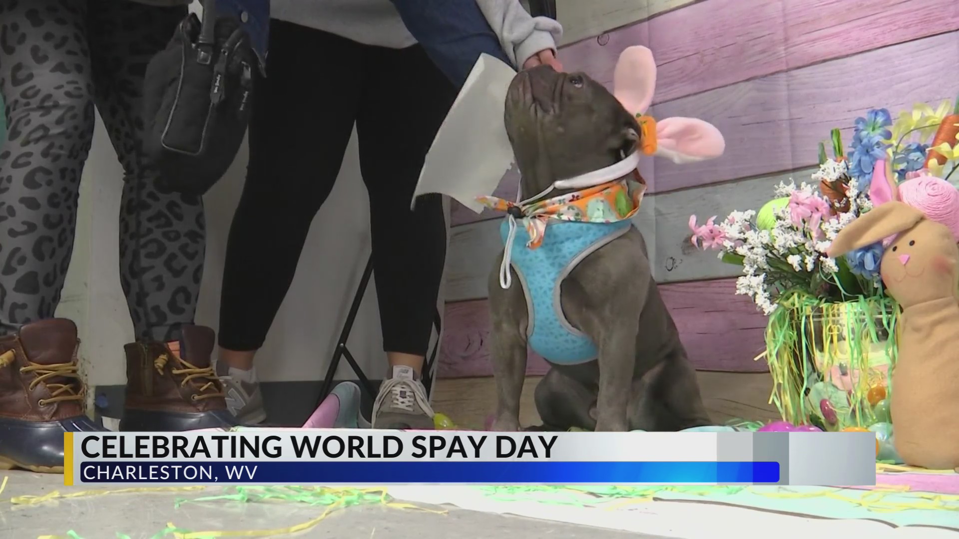 World Spay Day brings awareness to spaying, neutering pets – WOWK 13 News