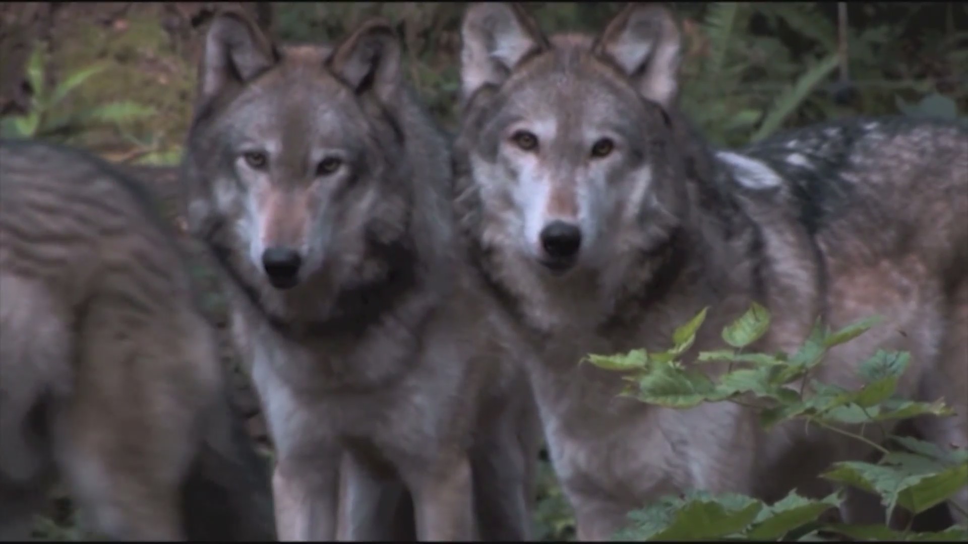 Colorado wolf reintroduction stokes ecosystem worries – FOX31 Denver