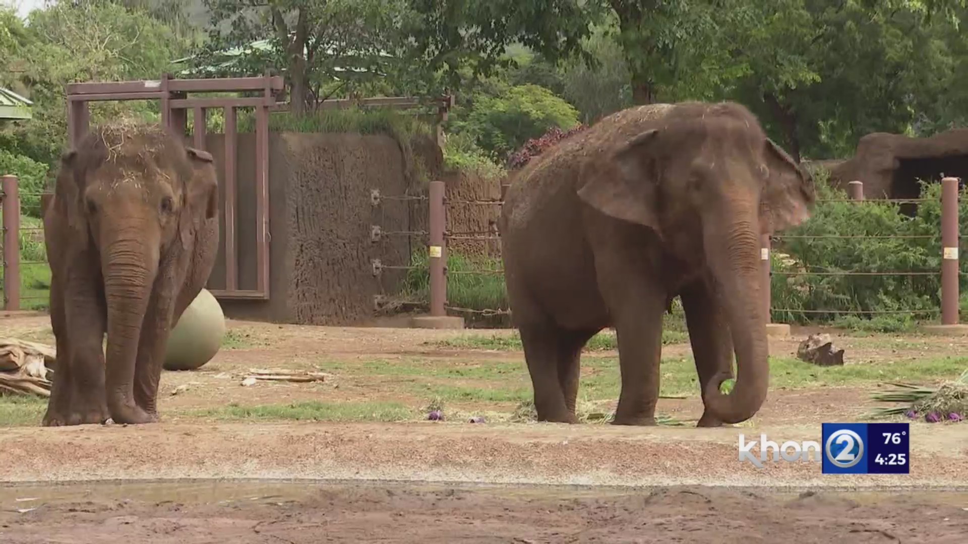 Trunks decide touchdowns: Zoo elephants pick their Big Game winners – KHON2