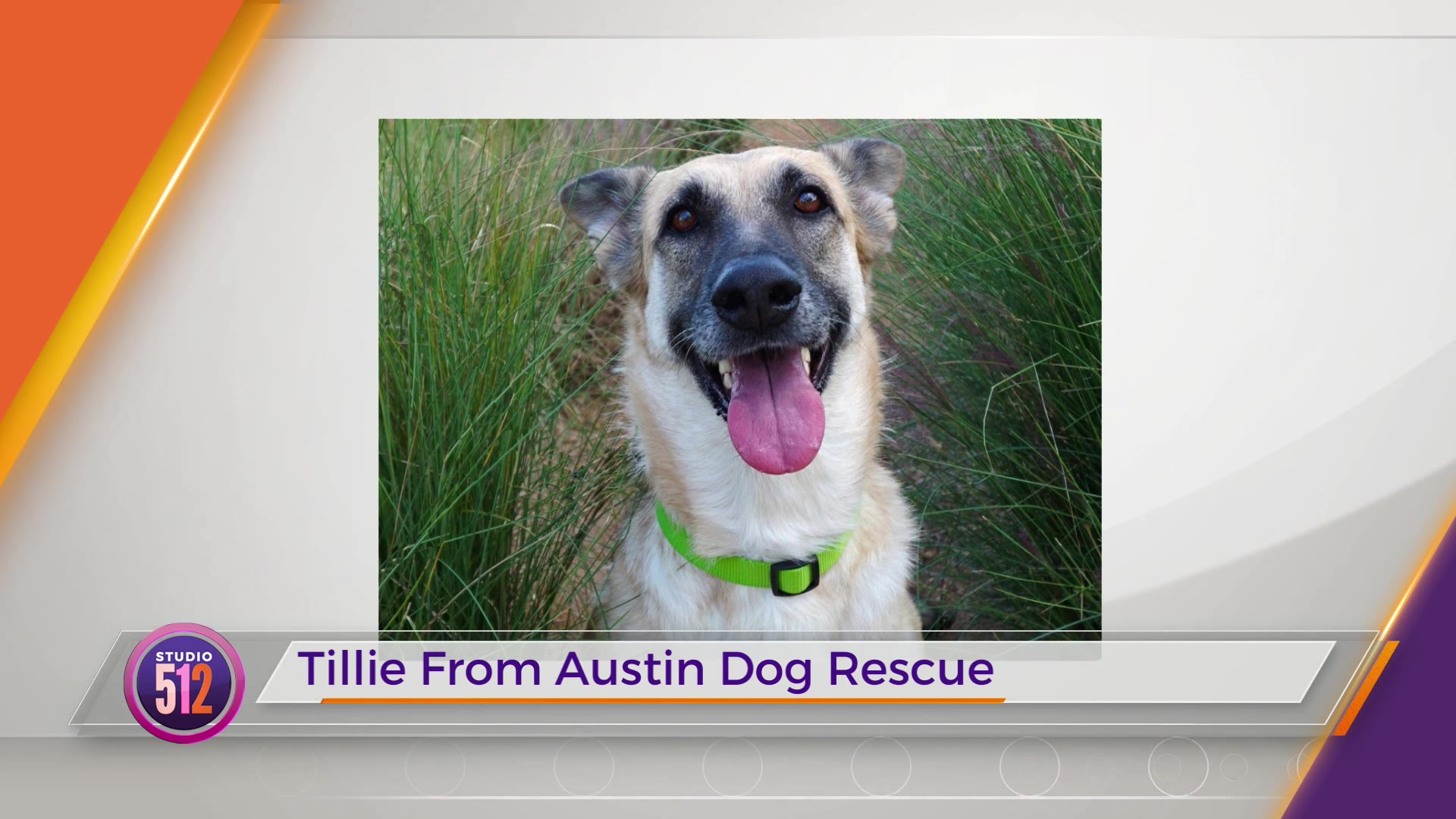 Bluebonnet Animal Hospital & Riverside Vet ‘Pet Of The Week’: Tillie ...