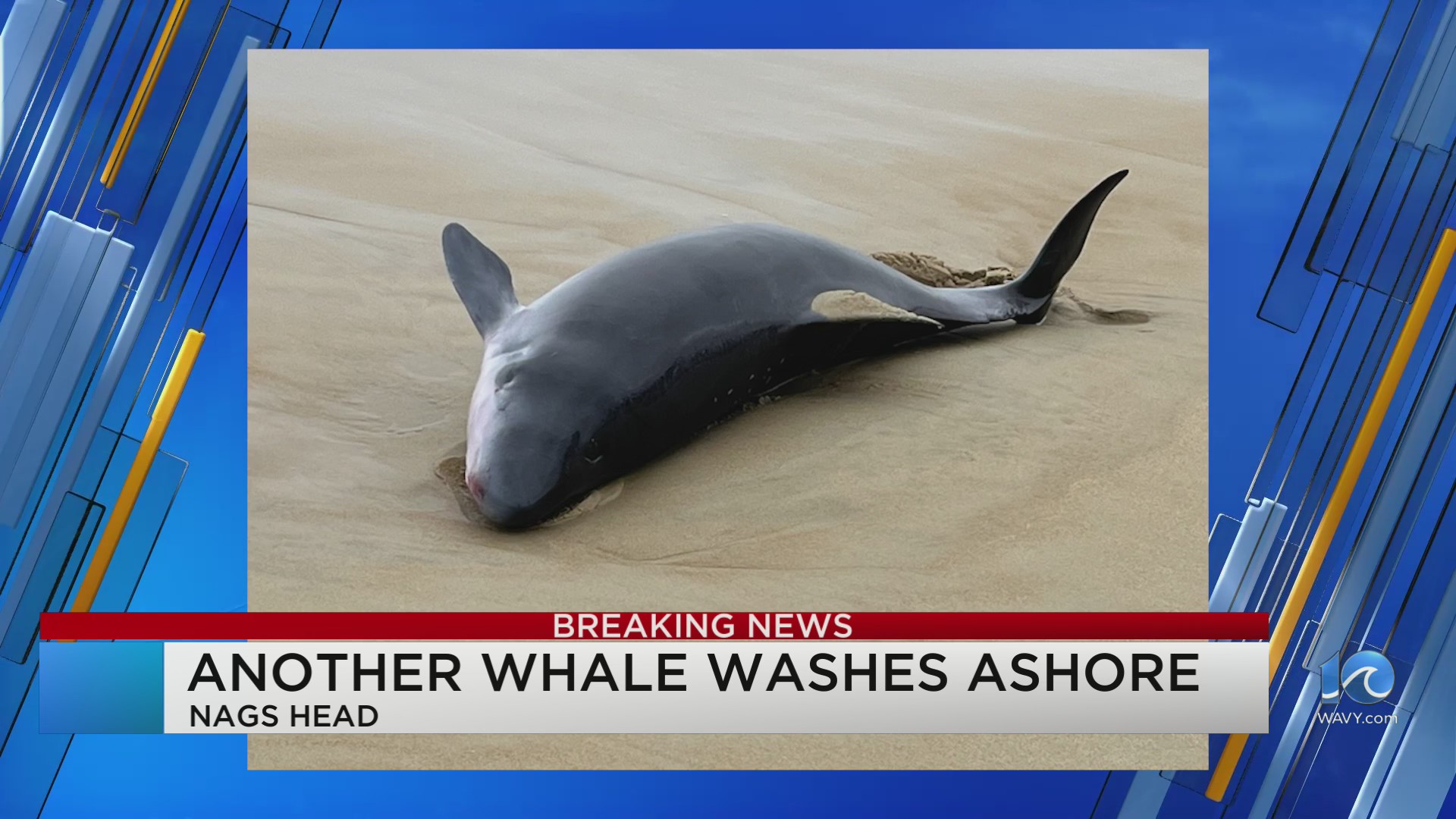 Baby whale washes ashore in Nags Head; 4th dead whale in region this ...
