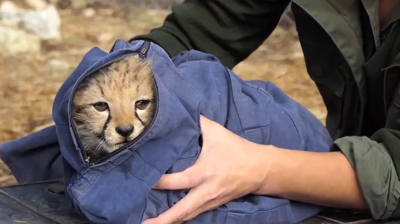 Adorable cheetah cubs get a health check at Australian zoo – WNCT