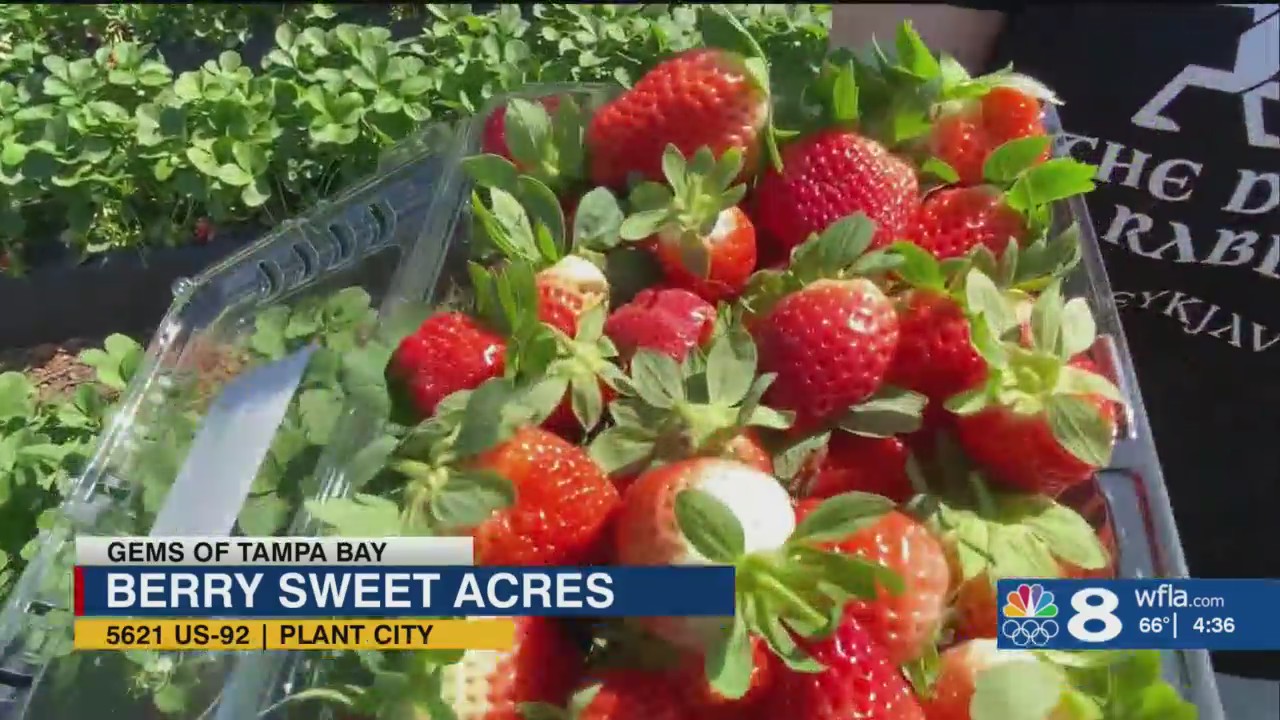 Pick your own strawberries at this Gem of Tampa Bay – WFLA
