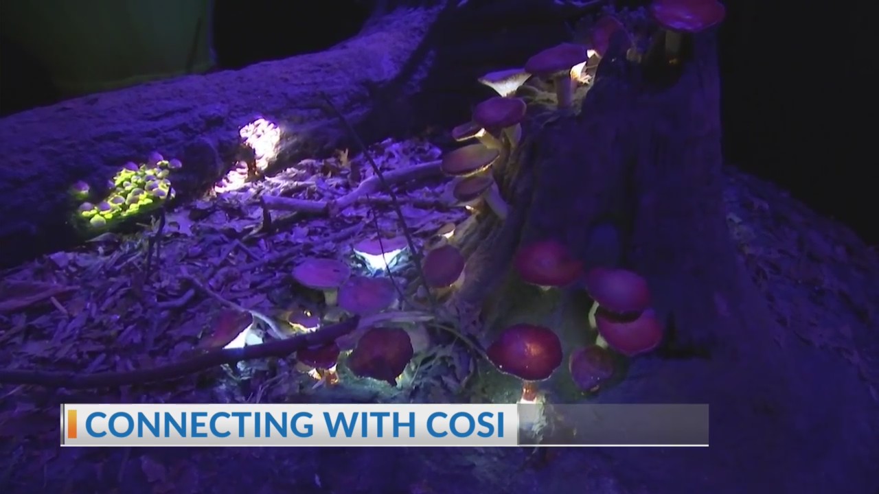 Connecting with COSI: Fun with Fungi – NBC4 WCMH-TV