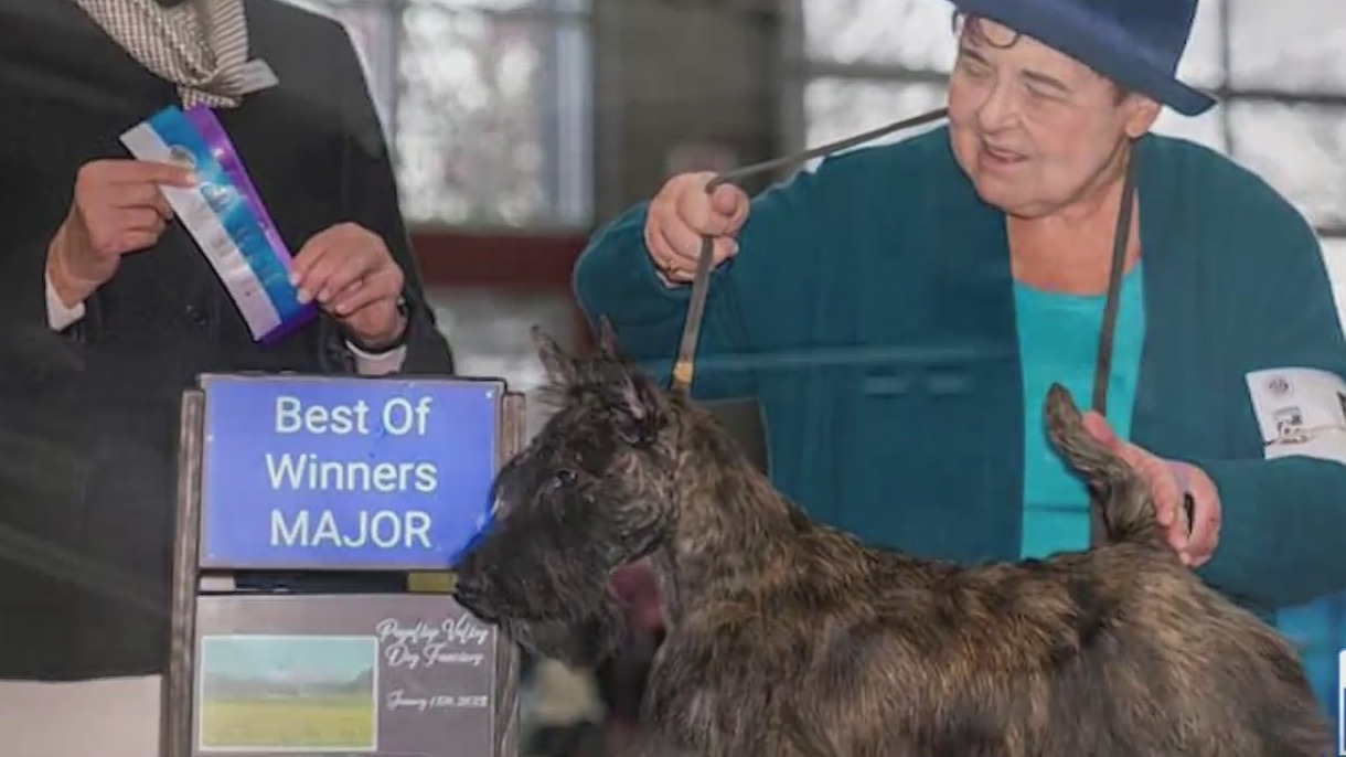 4 show dogs, Mercedes van stolen at Portland hotel – KOIN.com
