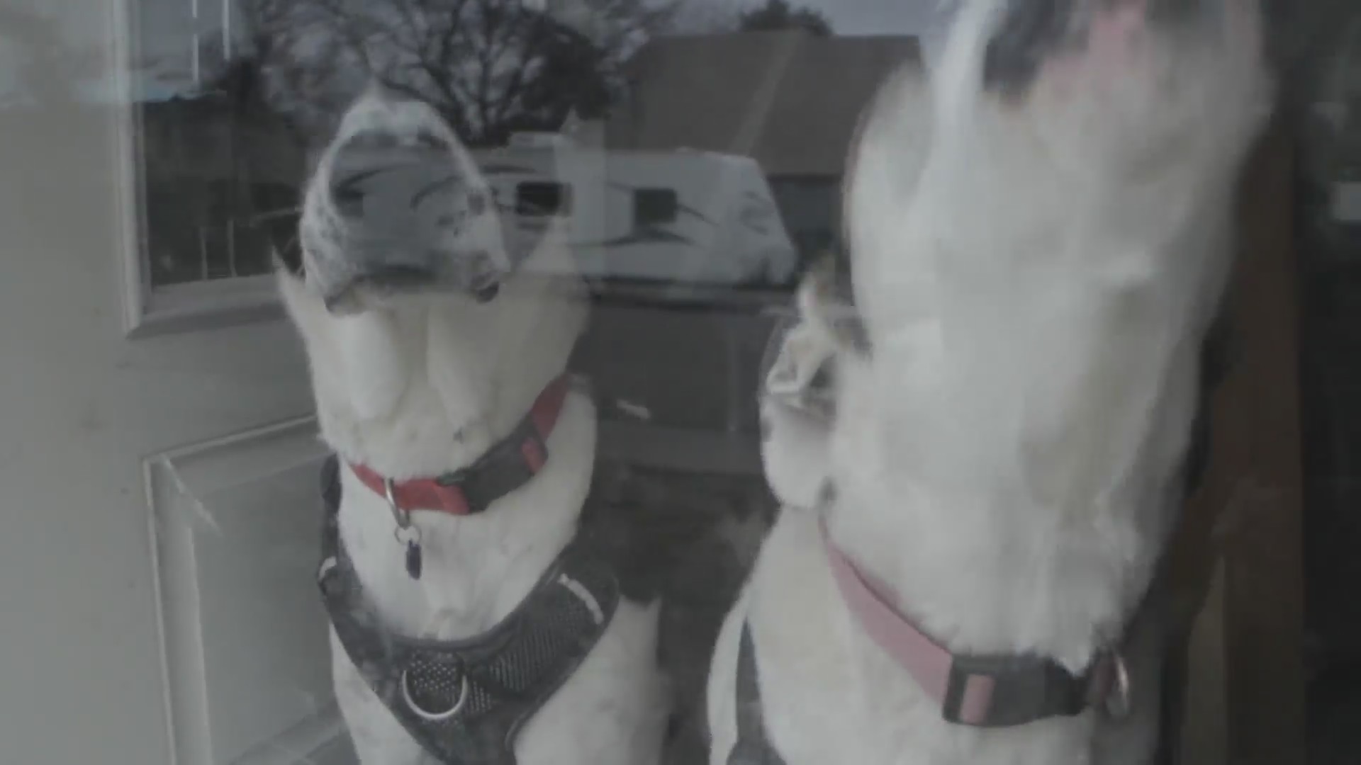 Dogs chase off would-be intruder – PIX11