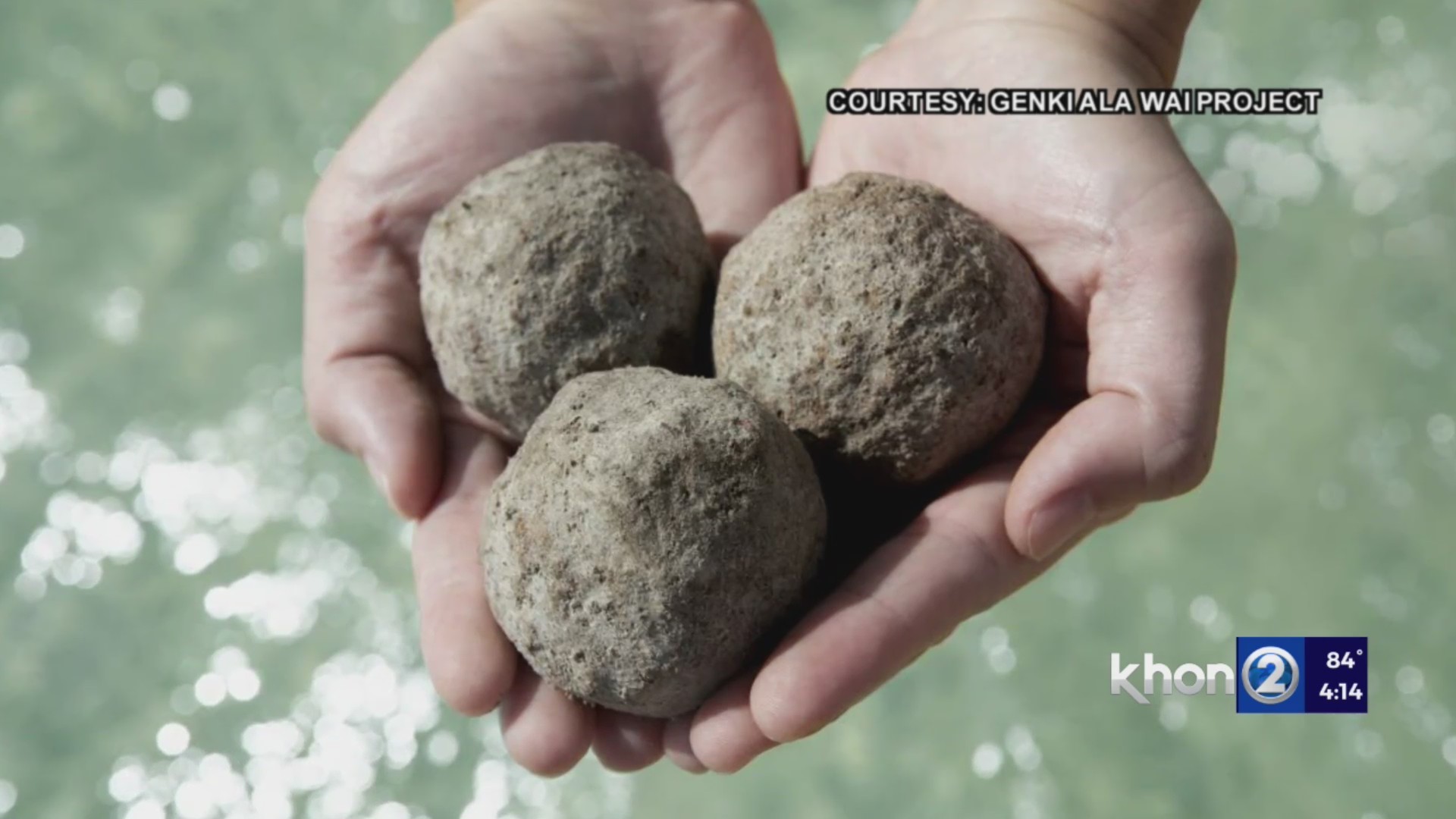 Genki balls to make Ala Wai Canal swimmable – KHON2
