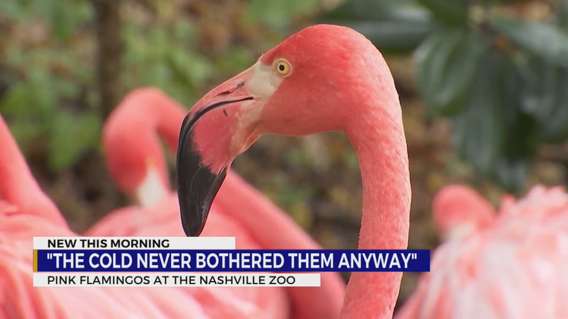 How do the flamingos at Nashville Zoo handle the cold? – WKRN News 2