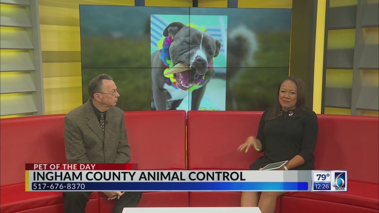 Meet Finley – WLNS 6 News