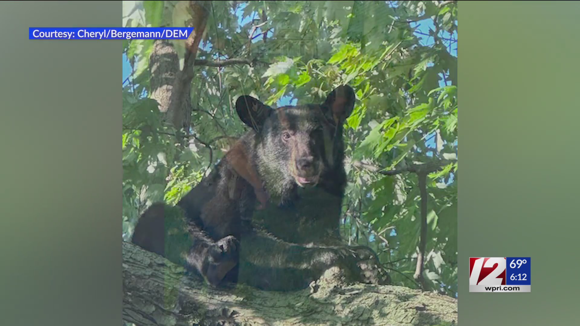 Bear found in Pawtucket moved back to forest – WPRI.com