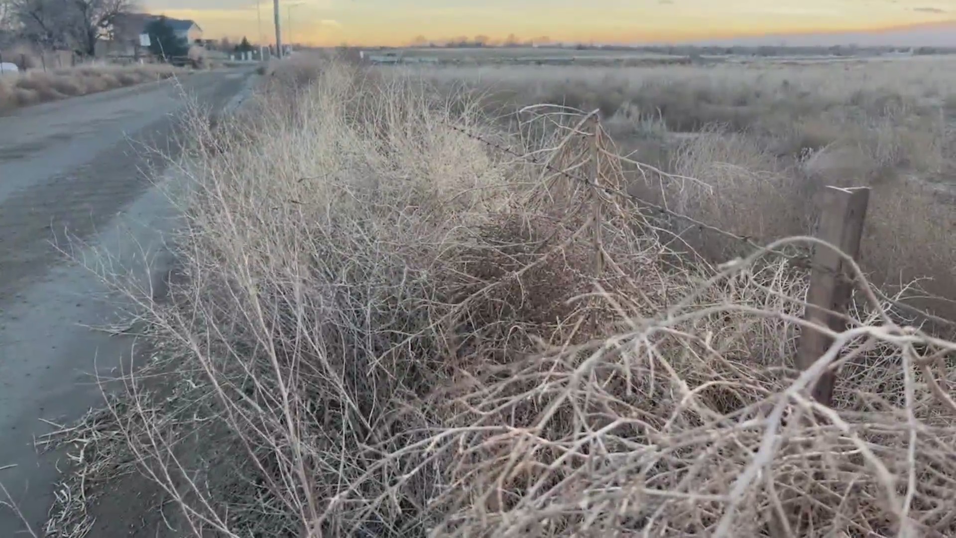 Field of tumbleweeds causes problems in Brighton – FOX31 Denver