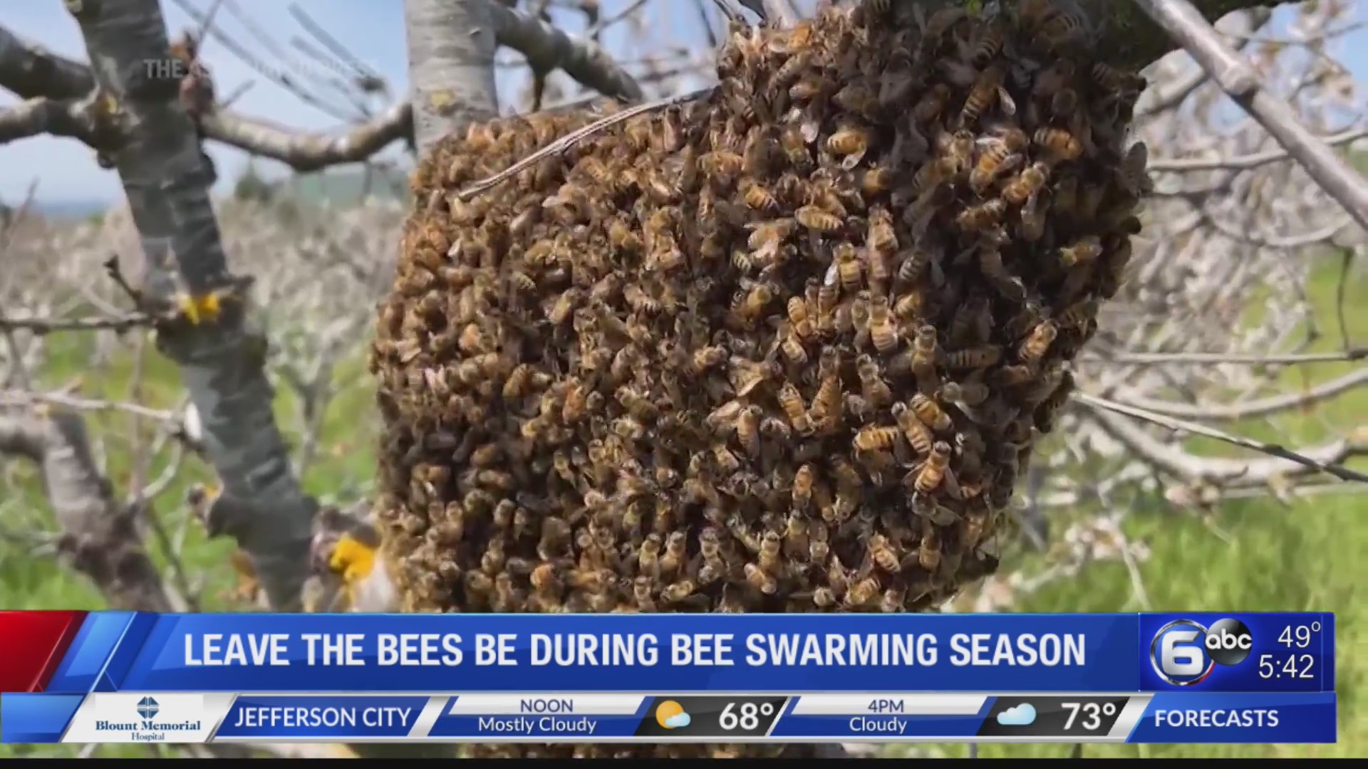 Leave the bees be during swarming season in East Tennessee – WATE 6 On ...