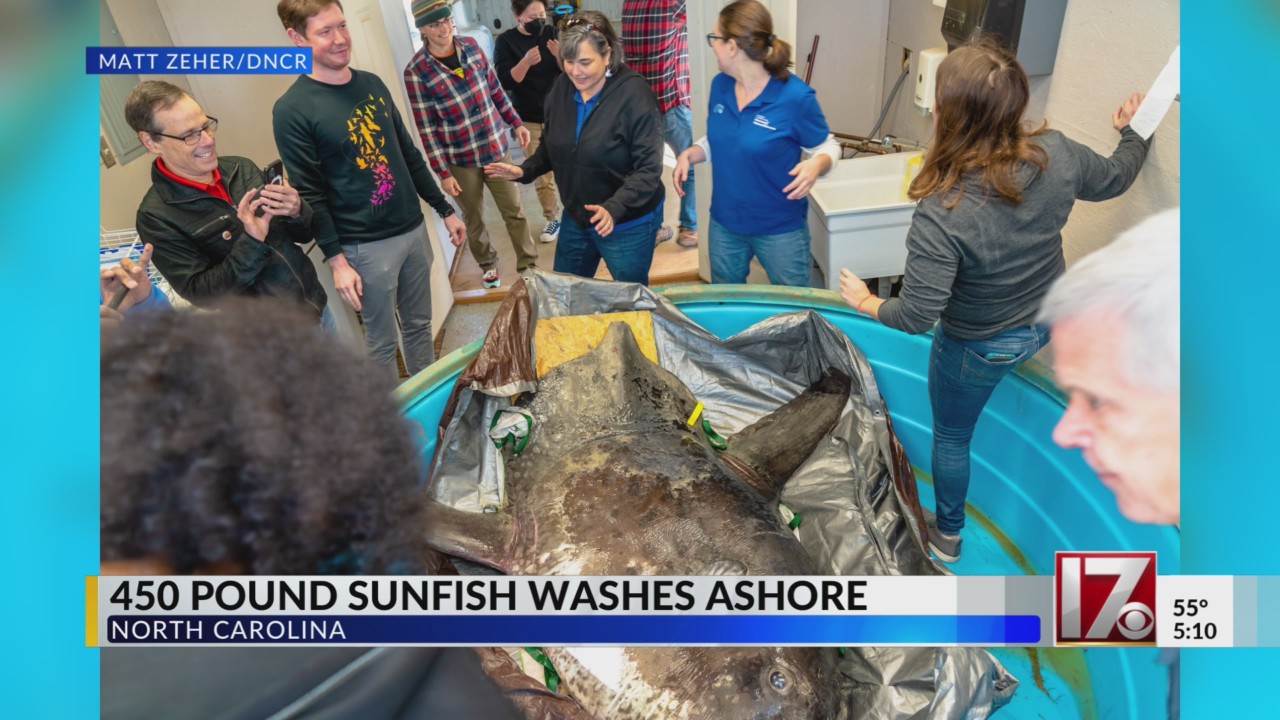 Massive, very rare sunfish washes ashore at NC coast; huge fish ...
