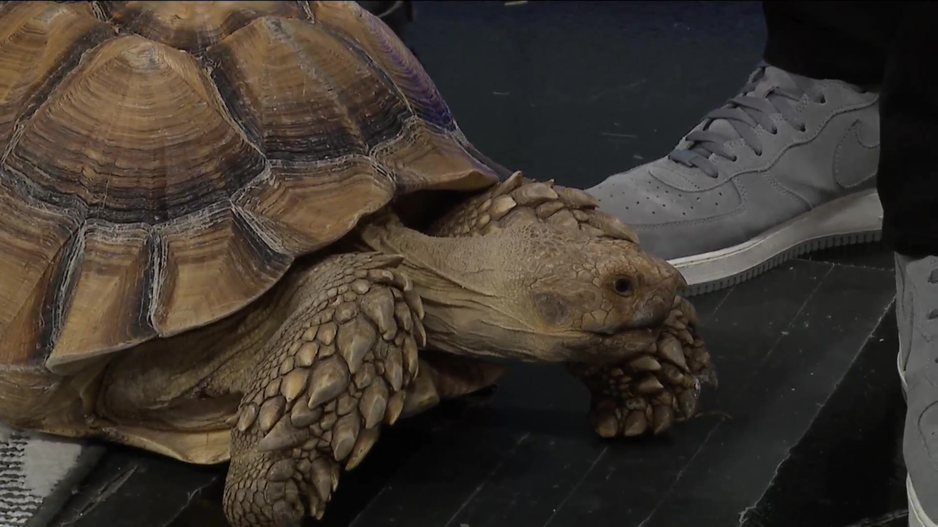 Local turtle sanctuary – Fox 59