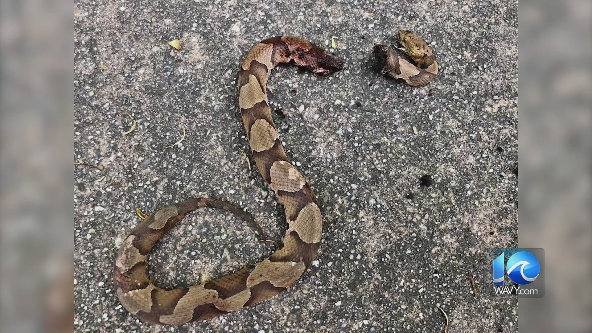 Copperhead snake sightings on the rise – WAVY.com
