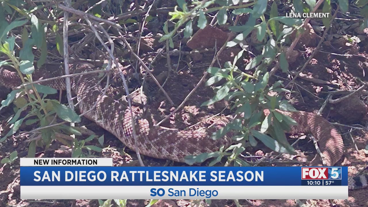 SD Rattlesnake Season – FOX 5 San Diego & KUSI News