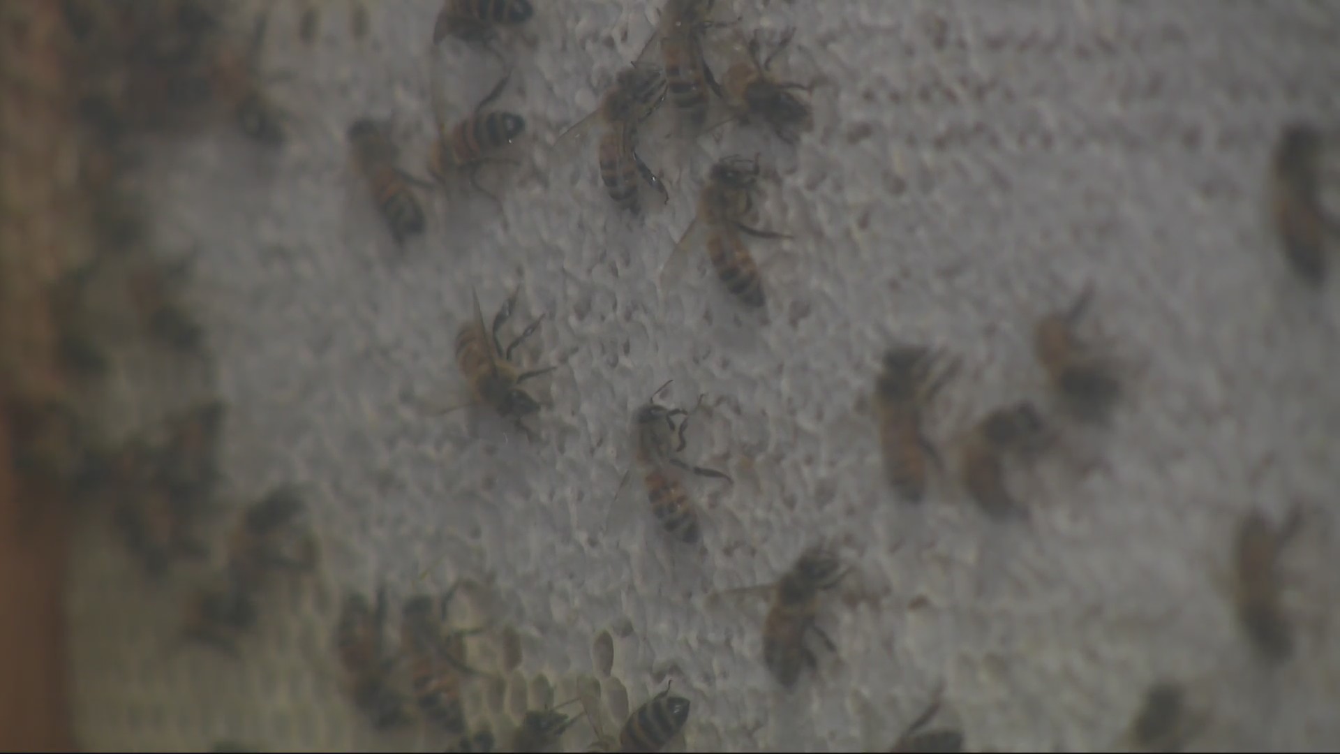 Honey bee exhibits create buzz at the Iowa State Fair – who13.com