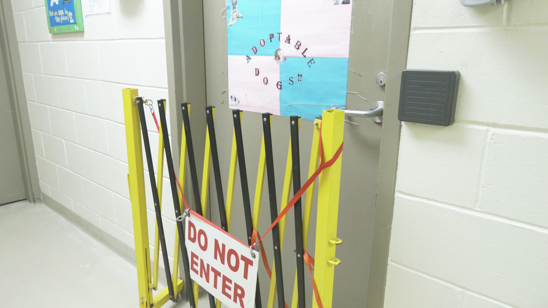 WCAS open up adoptions after dealing with Strep Zoo outbreak ...