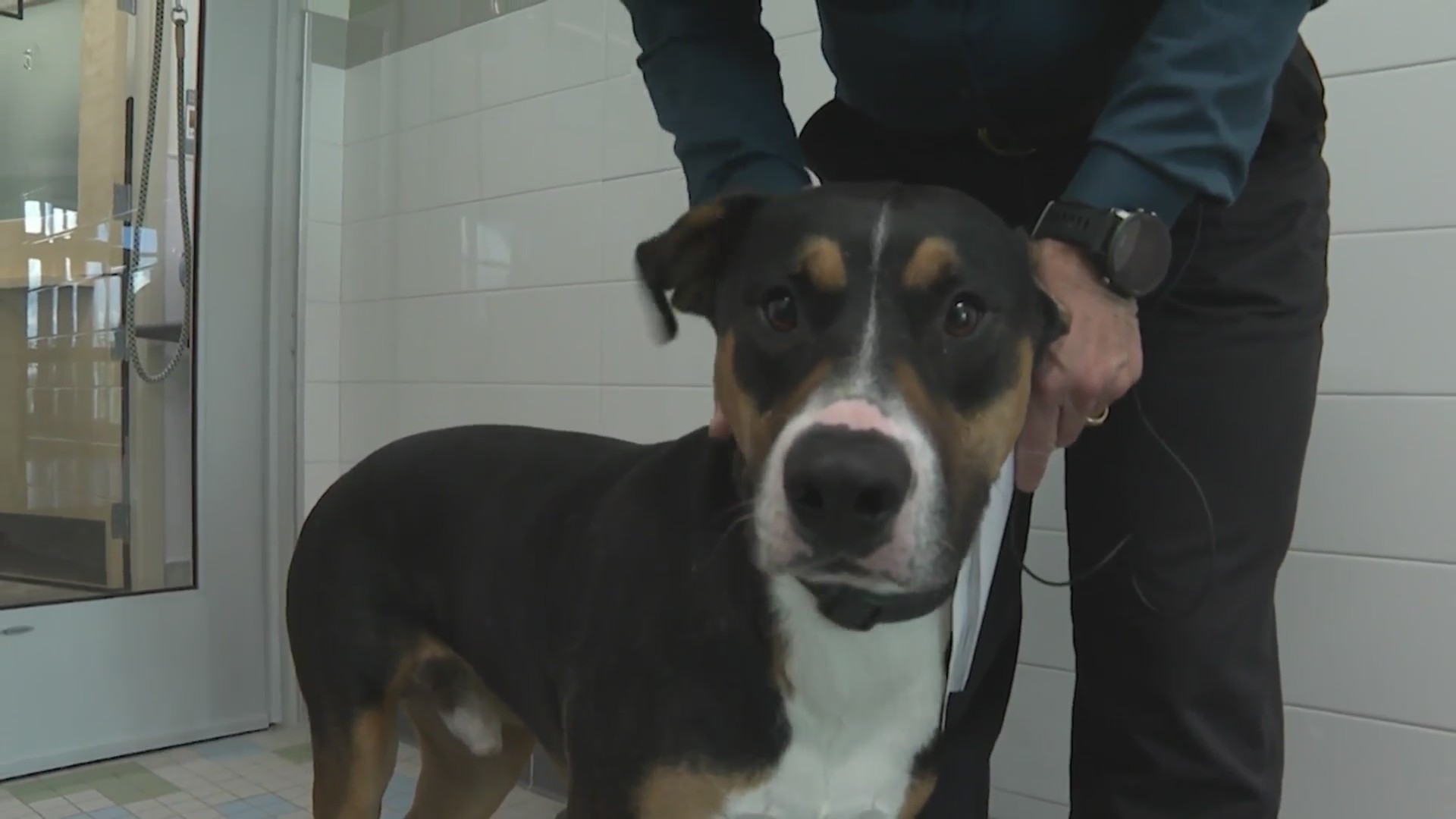 Weld, Larimer animal shelters to merge – FOX31 Denver